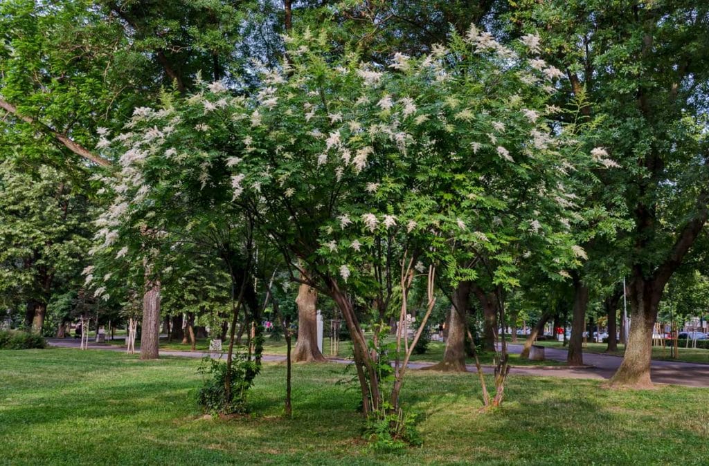 Trees With White Flowers: 23 Beautiful Choices