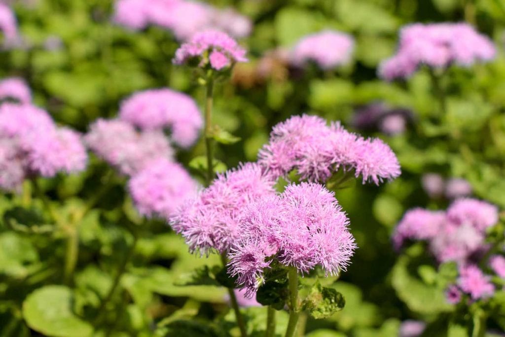Mosquito Repellent Plants: (18 Plants & 2 Trees)