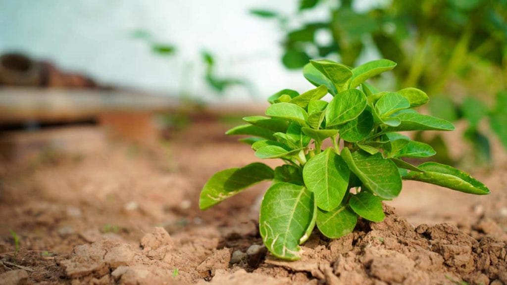Growing Ashwagandha Plant: Complete Guide & Essential Tips