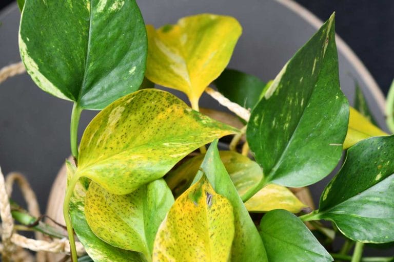 Epipremnum Baltic Blue Pothos: Rare & Unique ~ Plant Care