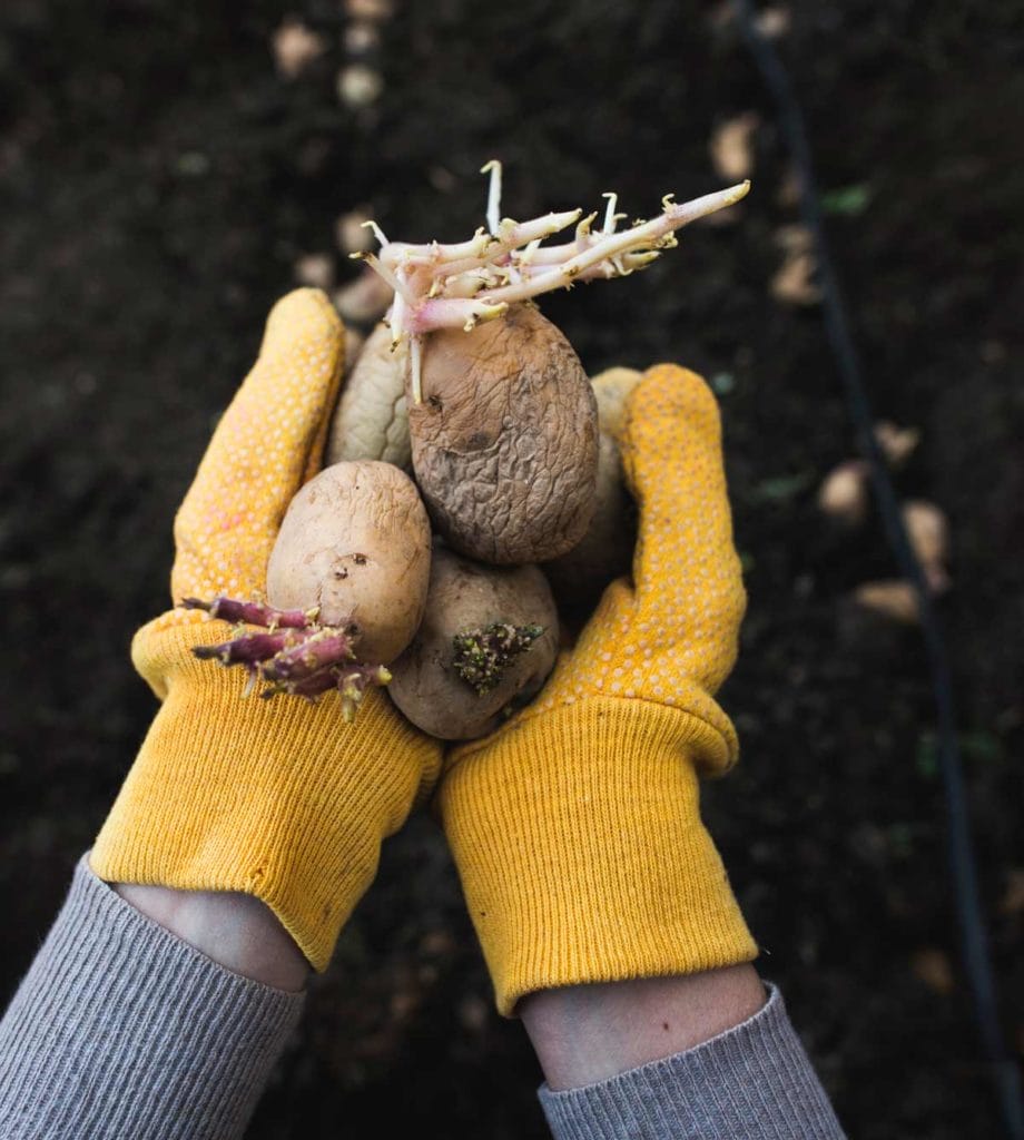 Growing Potatoes in Containers: 10 Easy Steps for 100 lbs