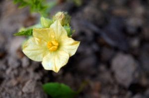 8 Watermelon Growth Stages: Seed to Plate + Growing Tips