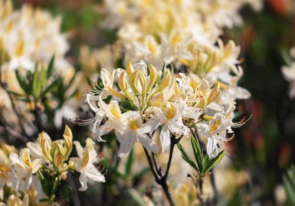 Low-Maintenance Foundation Plants (15 Ideas + Planting Plan)