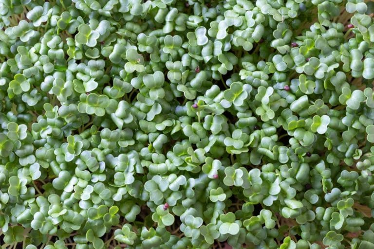 14 Cash Crops: Most Profitable Plants to Grow- Small Farmers