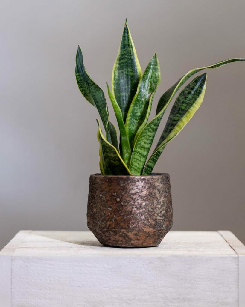 Snake Plant: Growing + Care (Sansevieria ~ Dracaena)