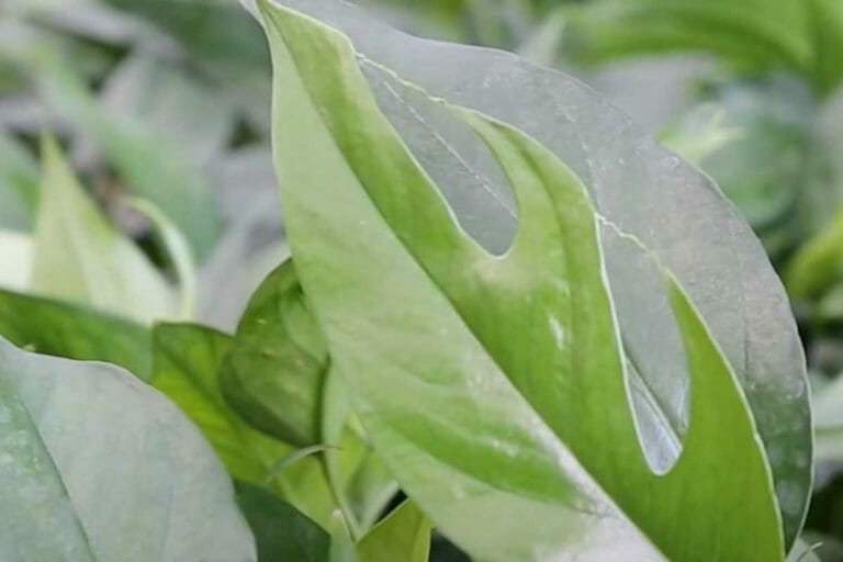 21 Pothos Varieties: All Types Explained + Pro Care Tips