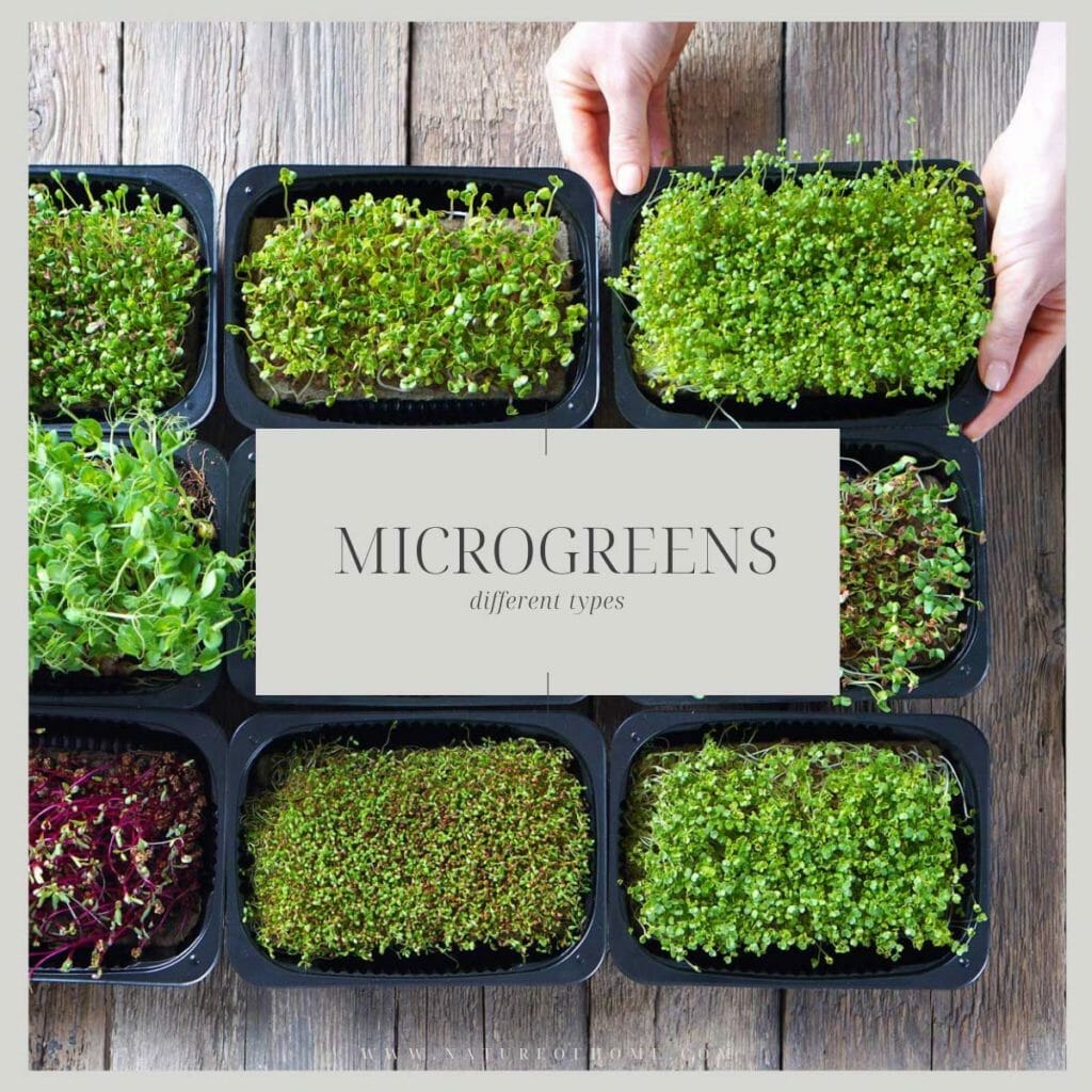 Different Types of Microgreens: Starter Varieties + Tips