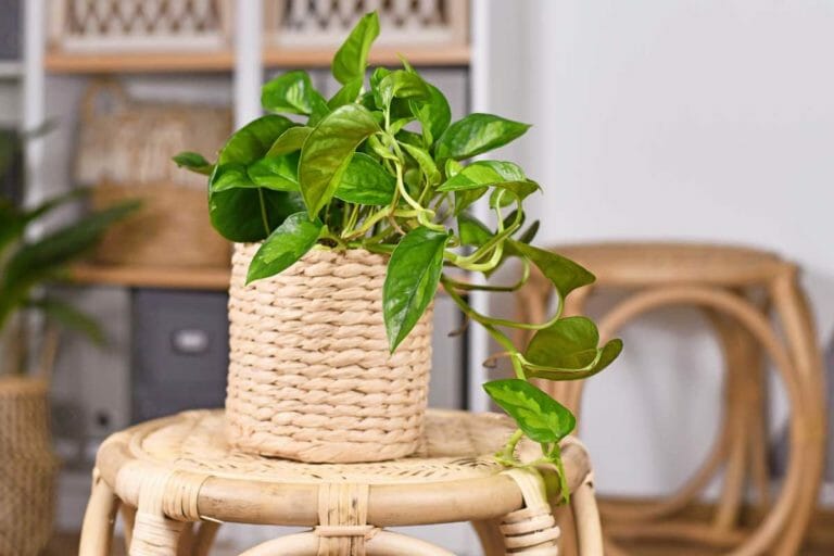 21 Pothos Varieties: All Types Explained + Pro Care Tips