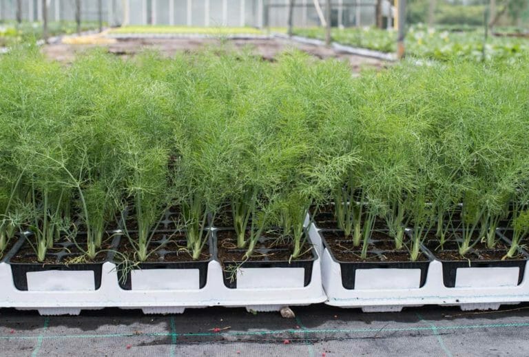 Dill Companion Plants: Good + Bad (Avoid Awful Taste)