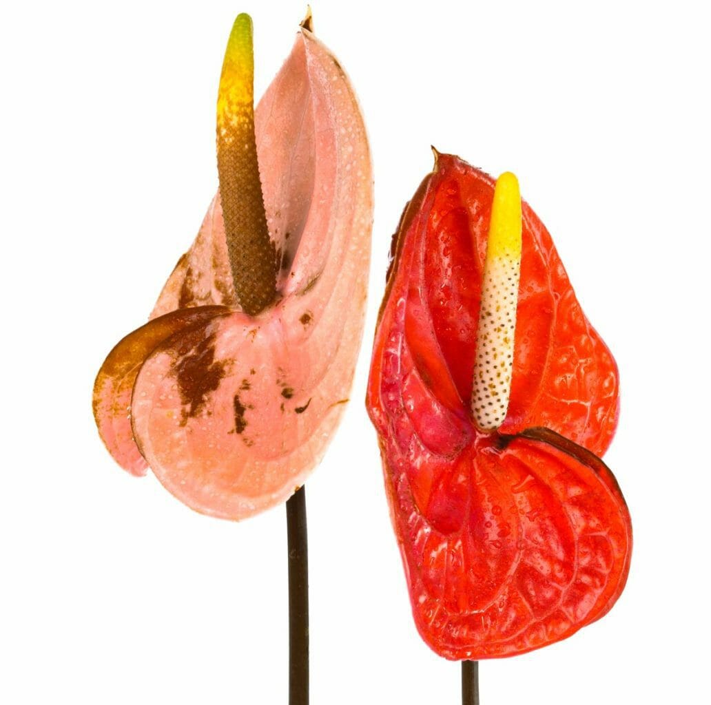 Why Anthurium Leaves Have Brown Spots (What to do About It)