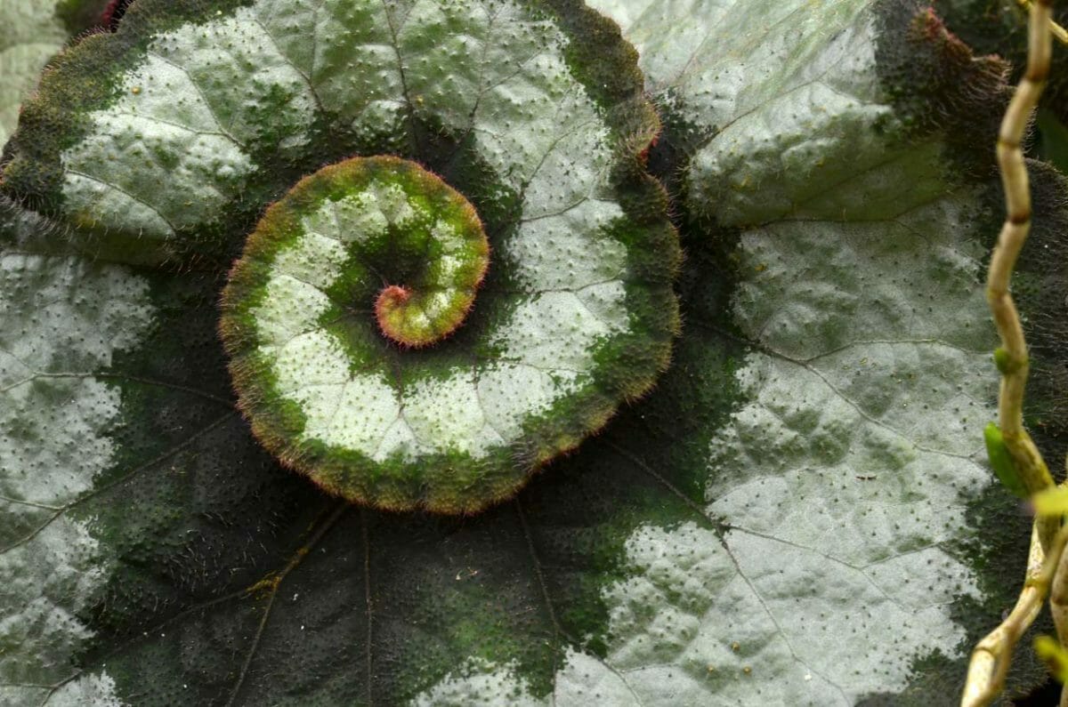 Begonia Care: Beginner's Plant Guide + 4 Problems to Avoid