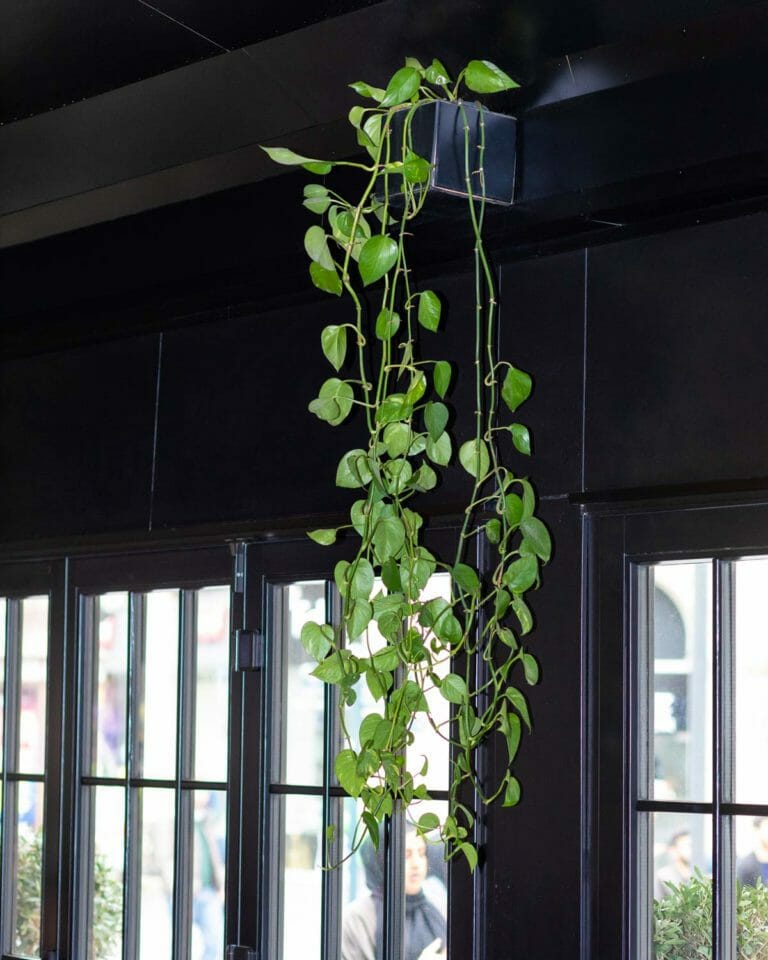 Lemon Lime Pothos: Vibrant Color (Complete Plant Care Guide)