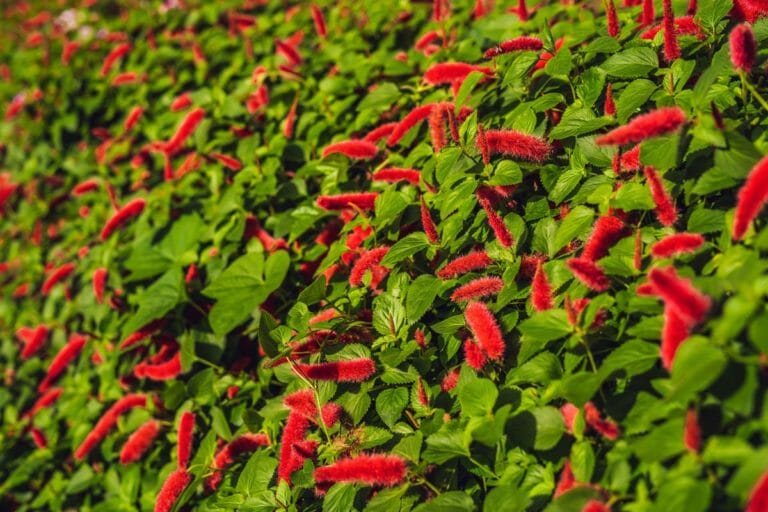 Anthurium Care: 101 Beginner's Plant Guide *Beautiful Blooms