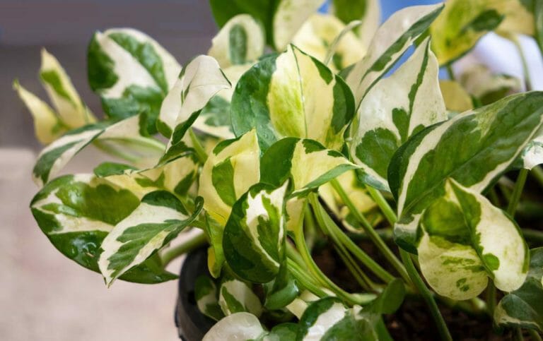 21 Pothos Varieties: All Types Explained + Pro Care Tips