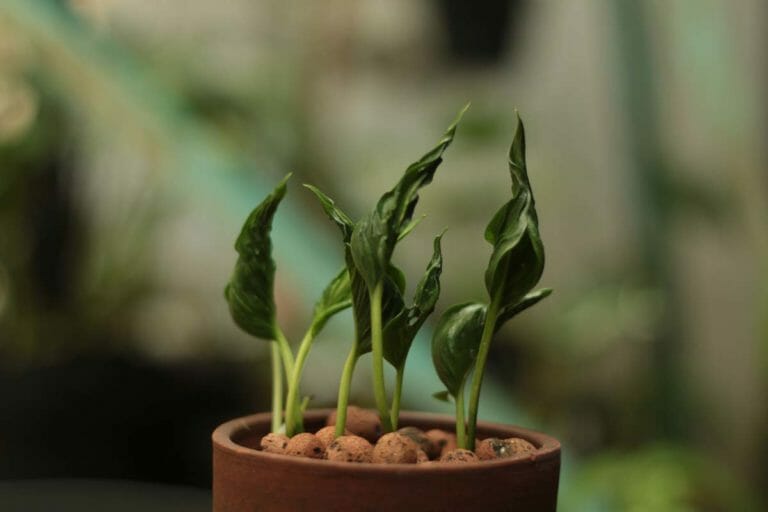 21 Pothos Varieties: All Types Explained + Pro Care Tips
