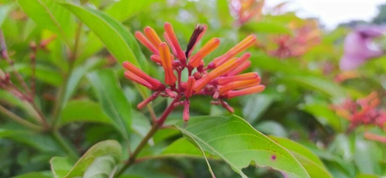 Use These Firebush Tips to Make Your Yard a Hummingbird Haven