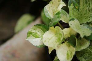 21 Pothos Varieties: All Types Explained + Pro Care Tips