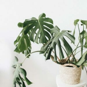 Here's The Best Pot For Monstera Plants + 4 Types to Avoid