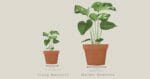 Here's The Best Pot For Monstera Plants + 4 Types to Avoid