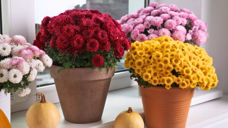 Mum's the Word: Expert Tips for Extending Your Chrysanthemum Flower Blooms