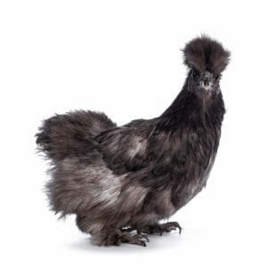 A-Z List of Black Chicken Breeds: 18 Types (With Pictures)