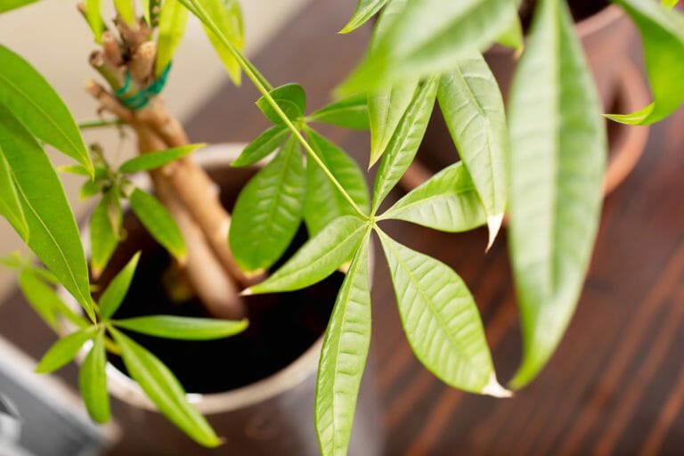 Mastering Money Tree Care: From Watering to Fortunes