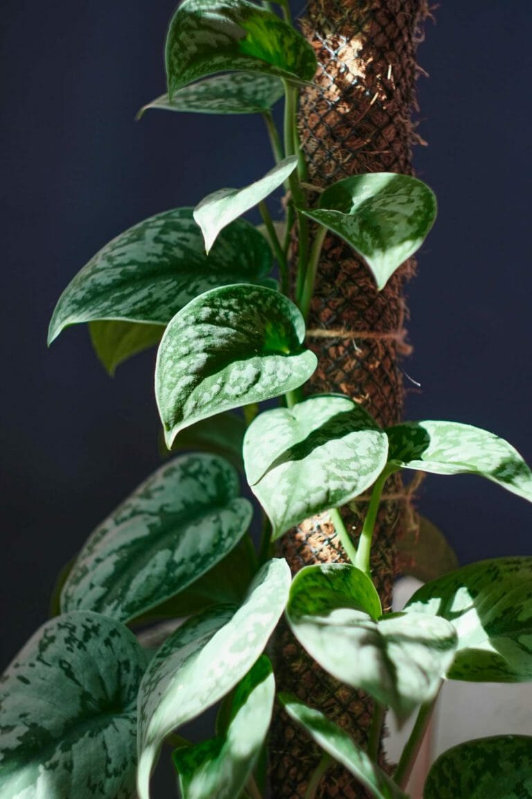 Train/Make Your Pothos Climb: The Best Techniques Explained