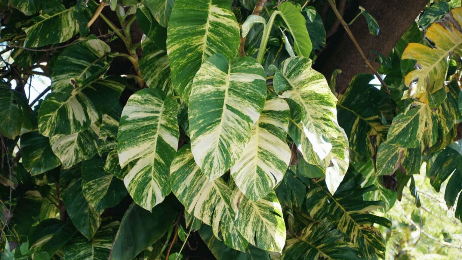 Fenestrated Pothos: Why Fenestration Happens + How to Get It
