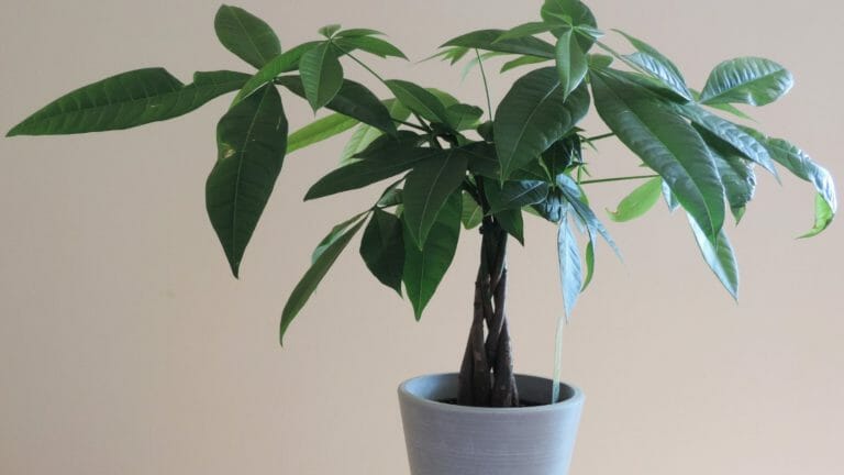Mastering Money Tree Care: From Watering to Fortunes