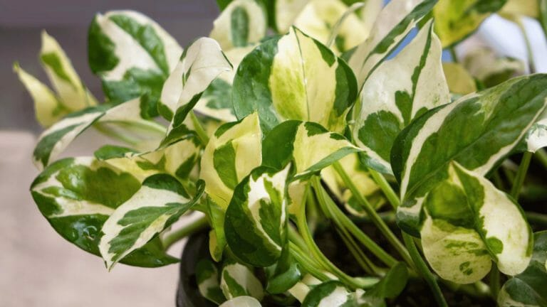 15 Rare Pothos Varieties: Rarest & Most Expensive Types