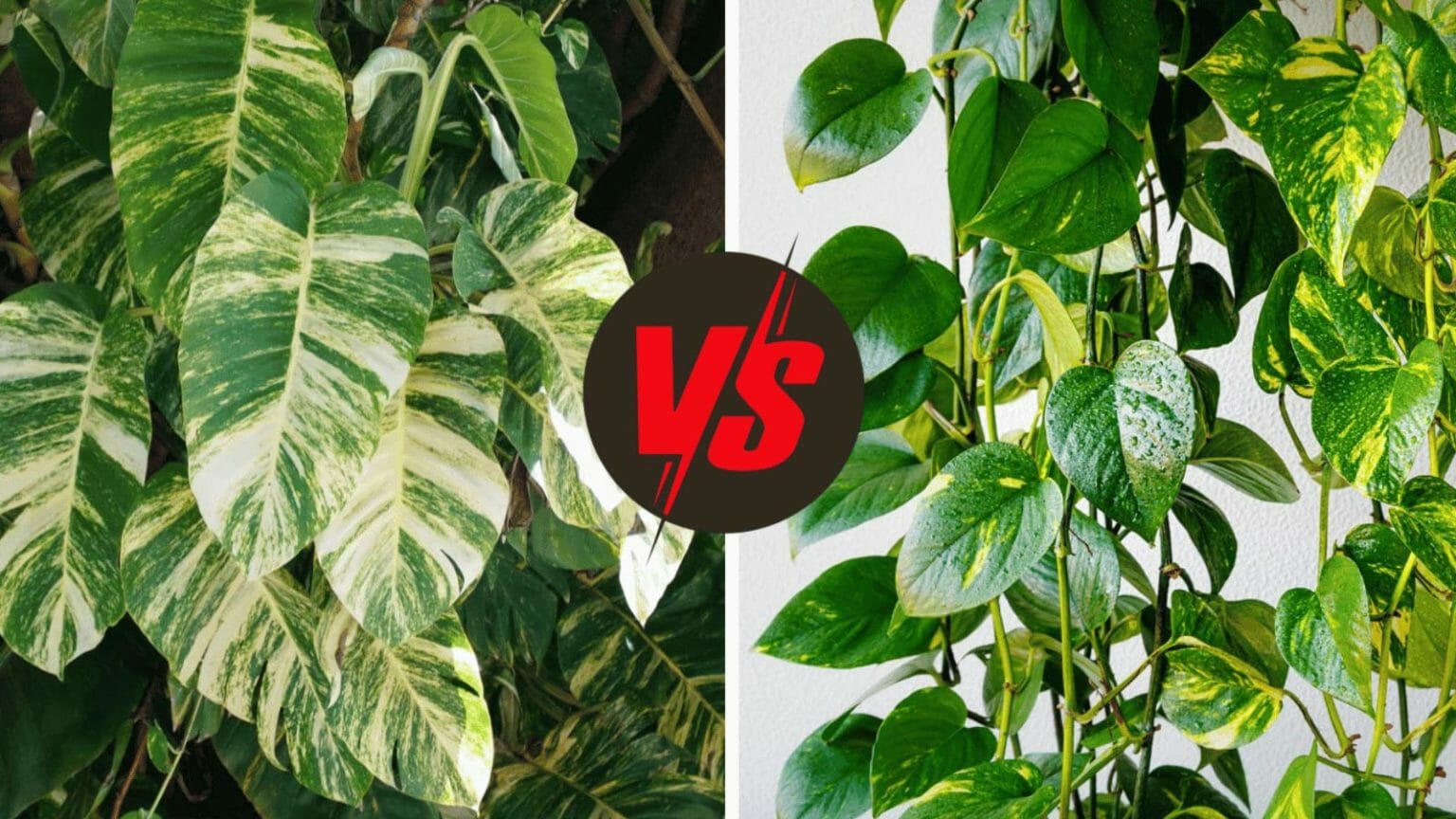 Devil's Ivy vs Pothos: Differences & Truth Revealed