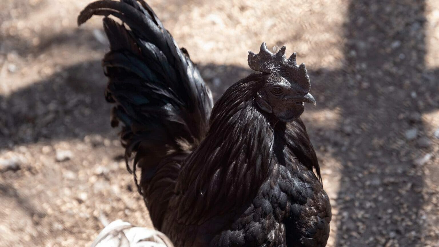 10 of the Most Expensive Chicken Breeds in the World