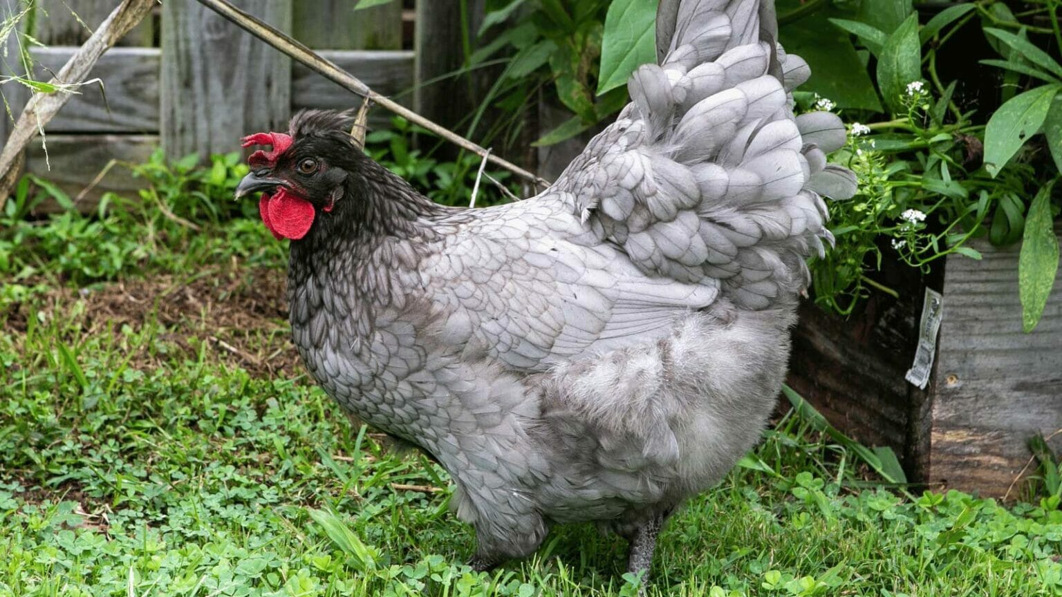 Sapphire Olive Eggers: Friendly Chicken That Lays Green Eggs