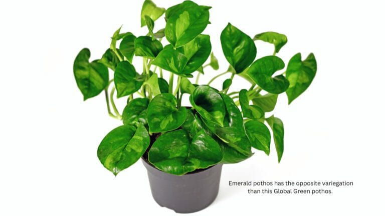 21 Pothos Varieties: All Types Explained + Pro Care Tips