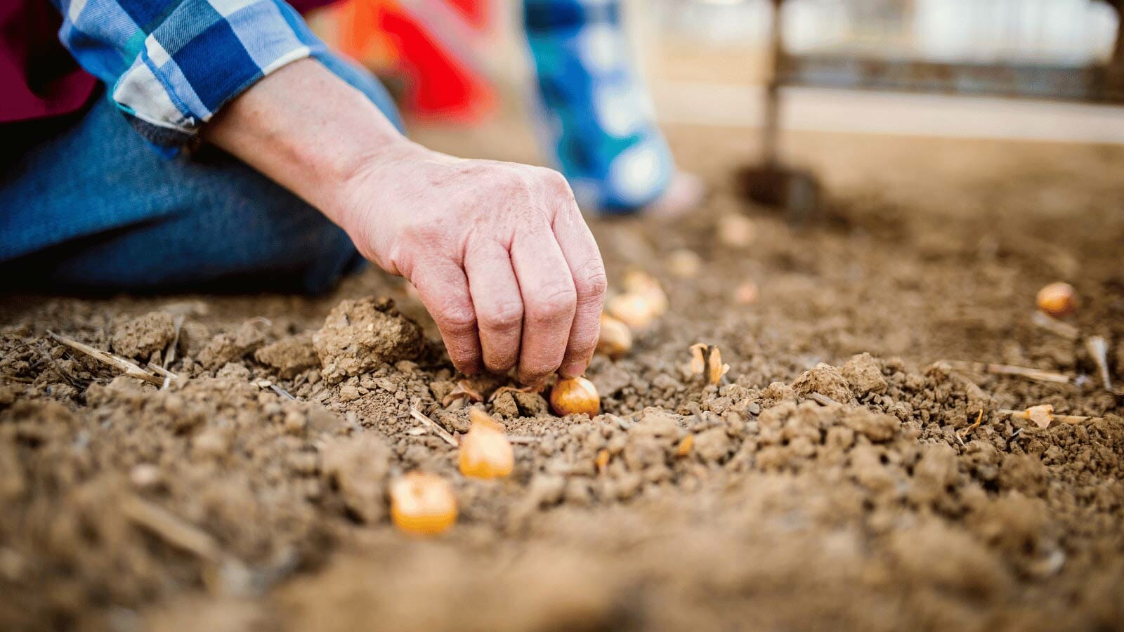 10 Onion Growing Stages: From Bulb & Seed + Growing Tips