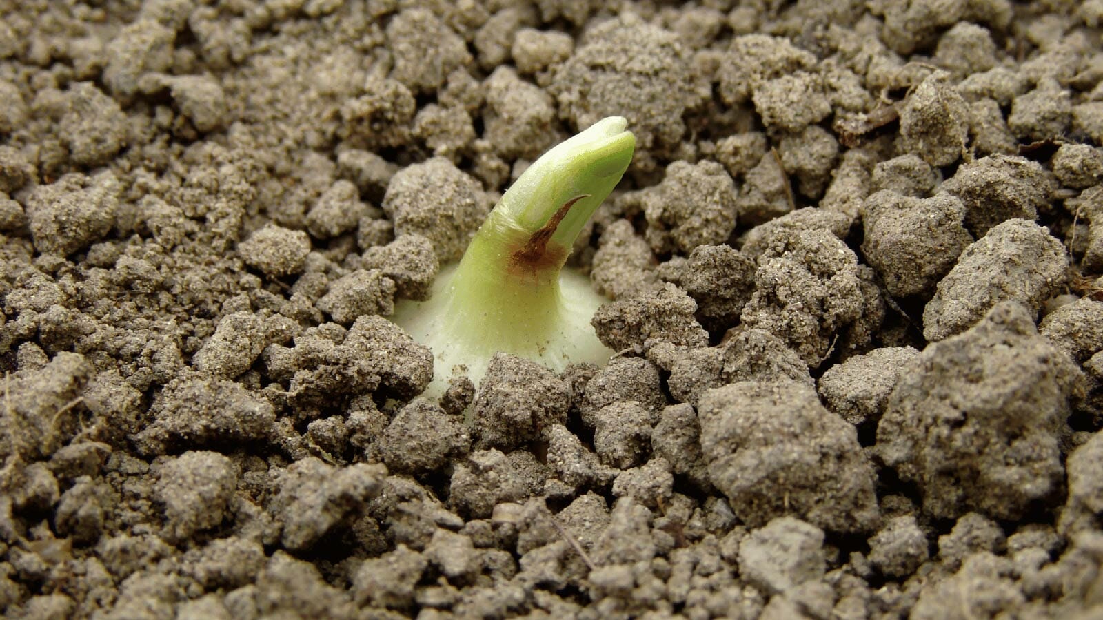 10 Onion Growing Stages: From Bulb & Seed + Growing Tips