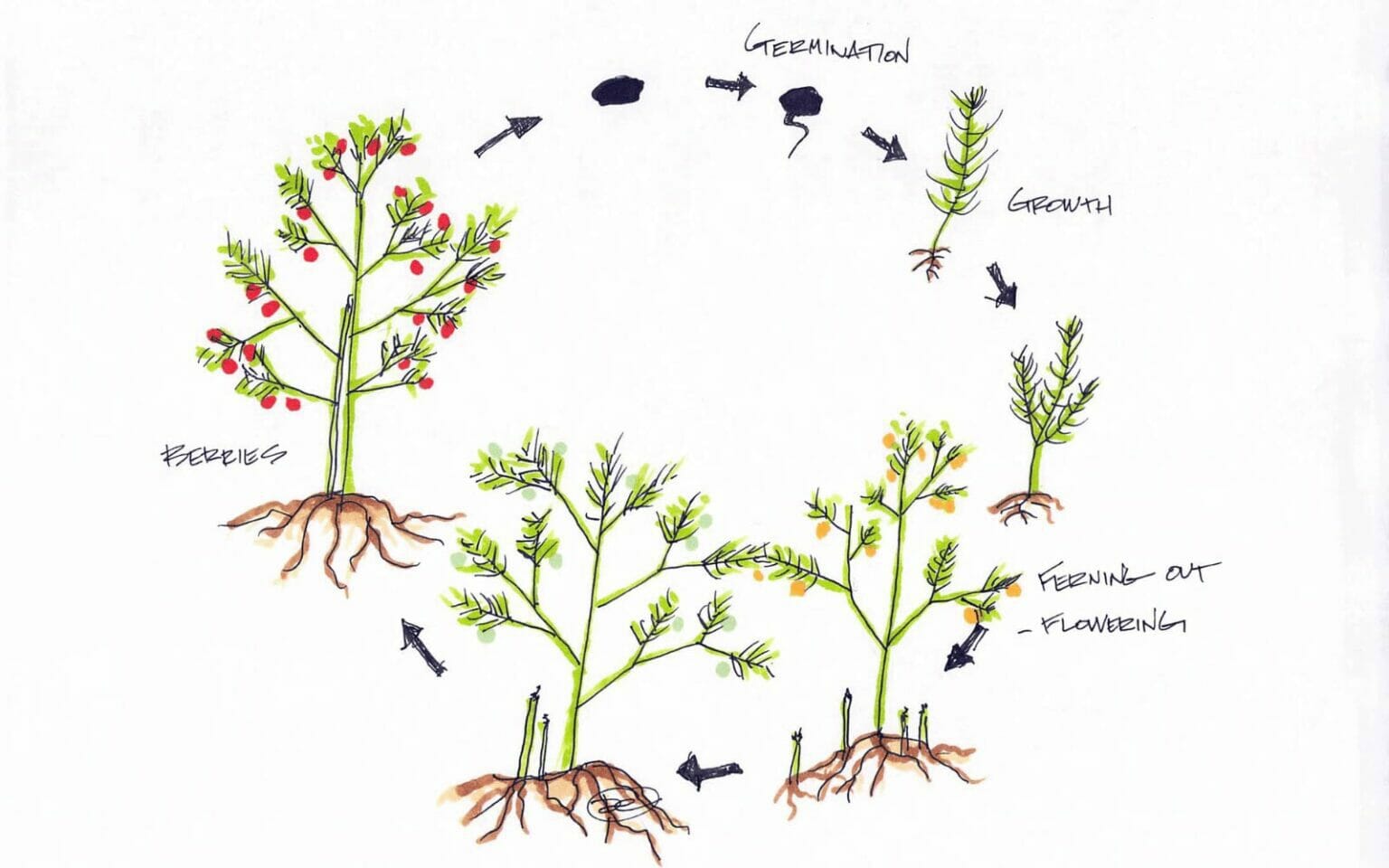 Stages of Growing Asparagus You Never Knew Existed