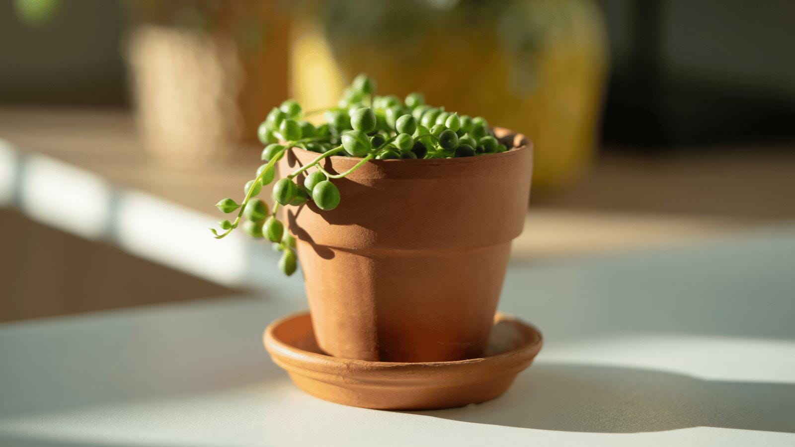 17 Unusual Houseplants That Add Charm & Character to Any Room