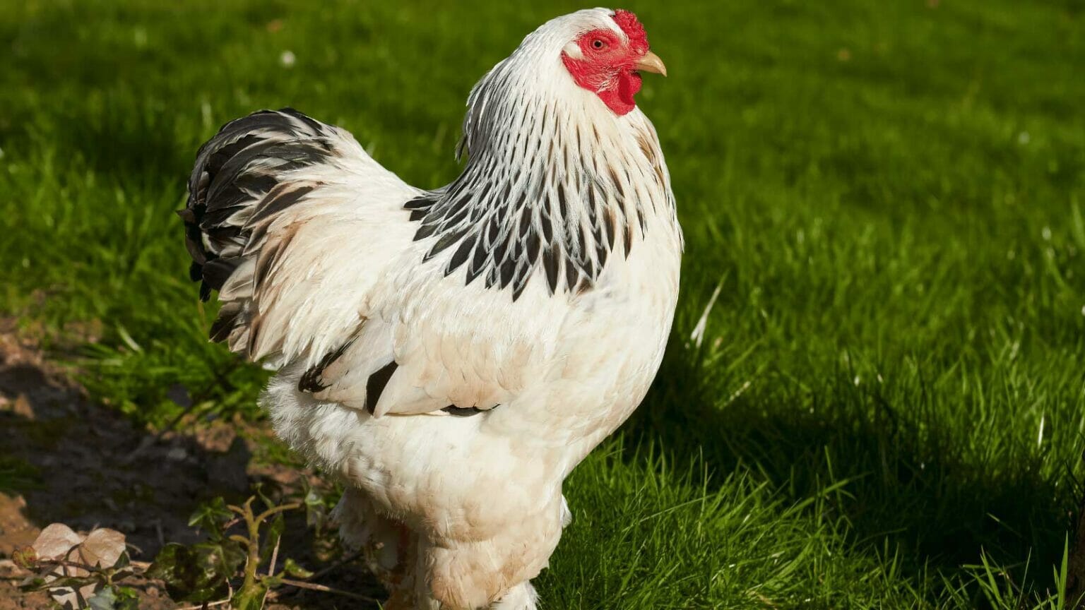 10 of the Most Expensive Chicken Breeds in the World