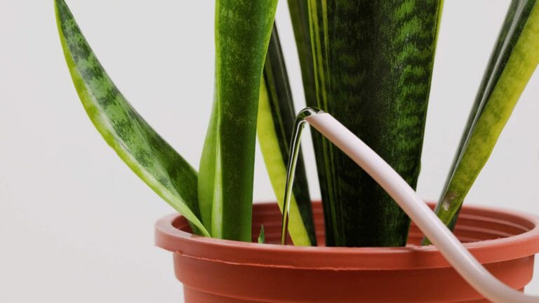 How to Trim a Snake Plant: Step-by-Step Pruning Guide