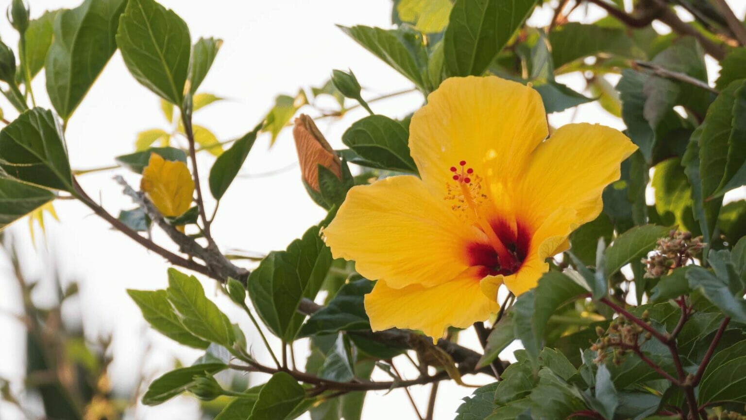 15 Breathtaking Flowers That Define America’s Natural Beauty
