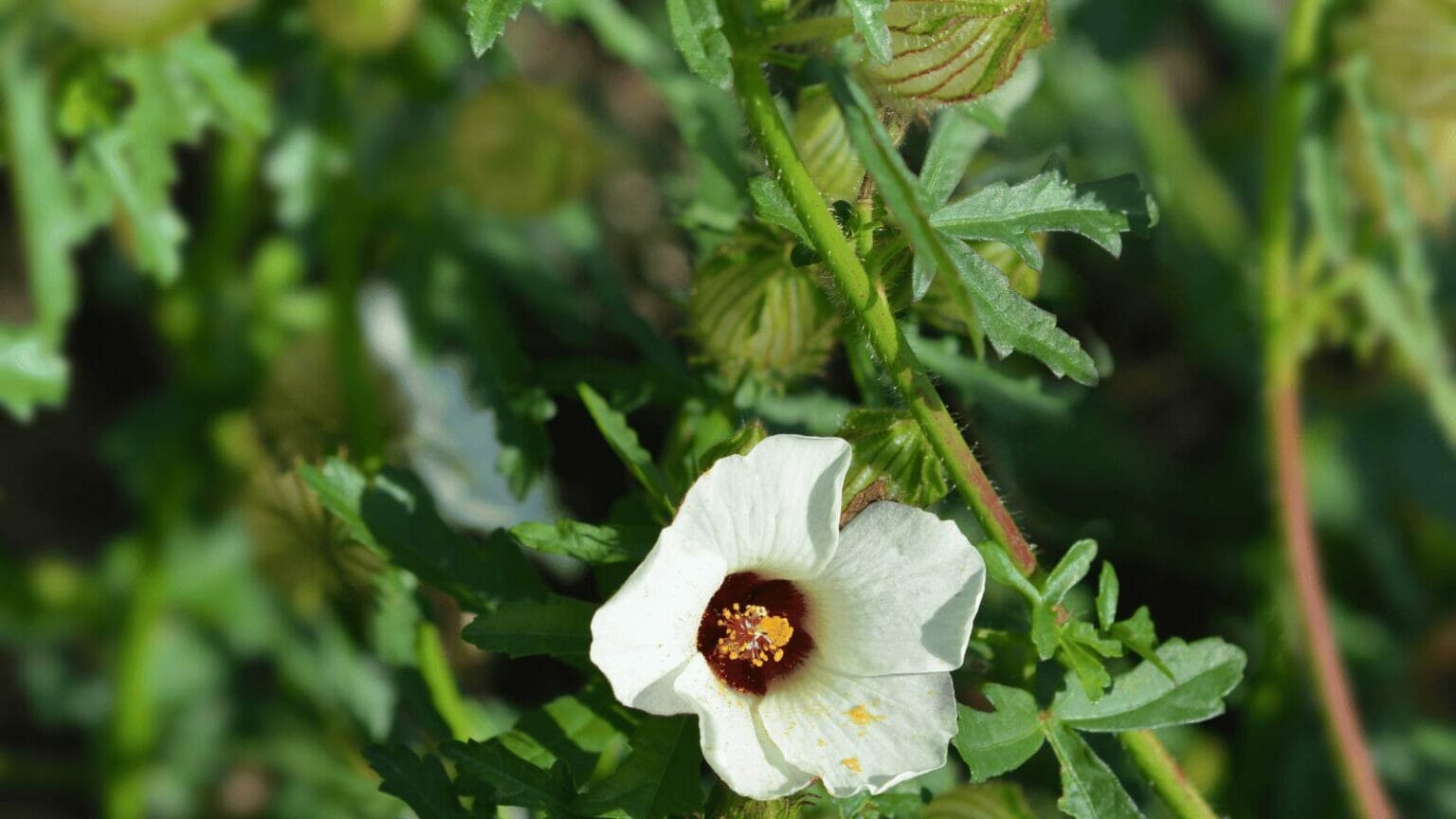 27 Rare Kinds of Hibiscus That Will Take Your Breath Away