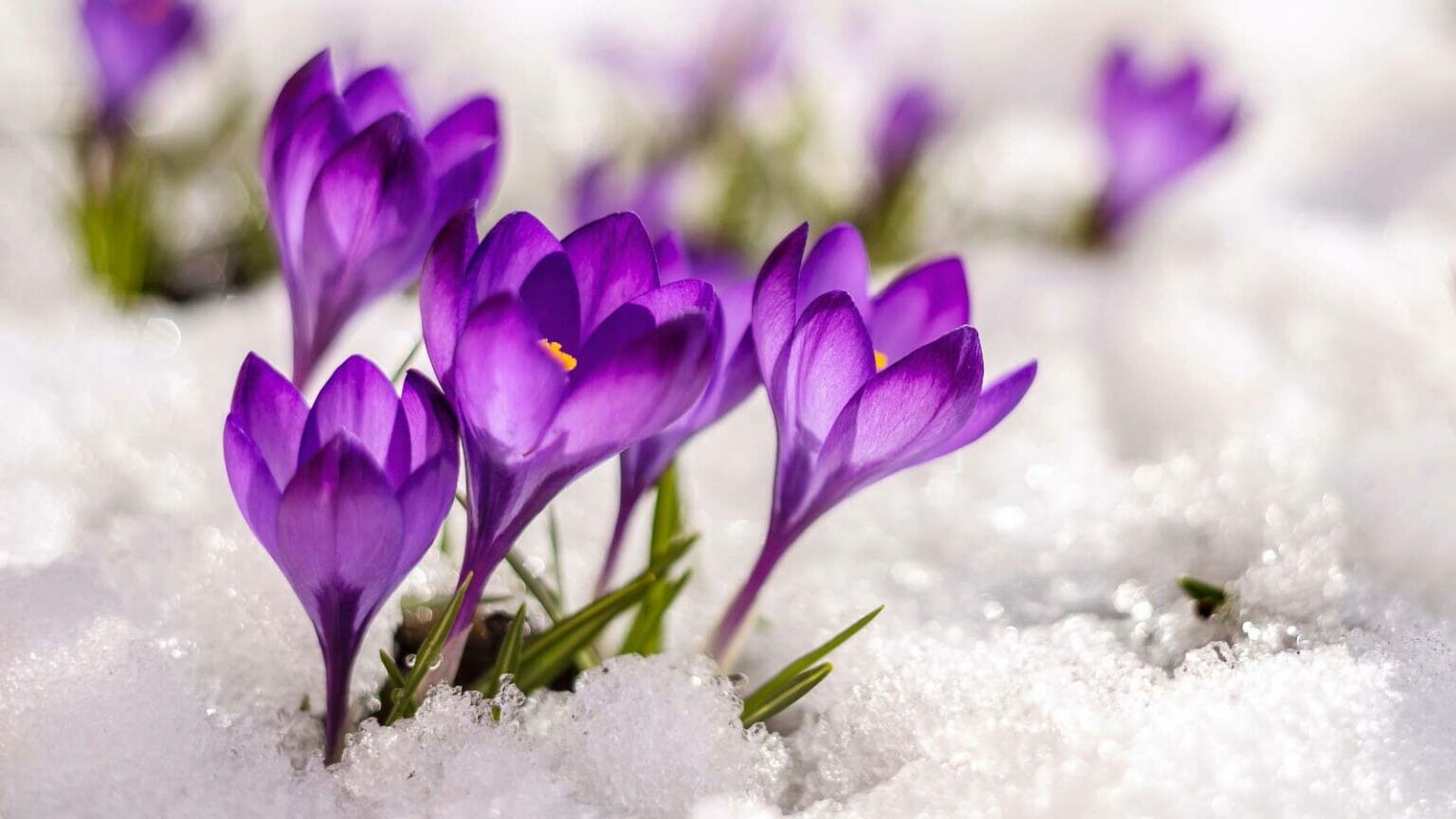 15 Cold-Resistant Winter Flowers for a Beautiful Garden Year-Round