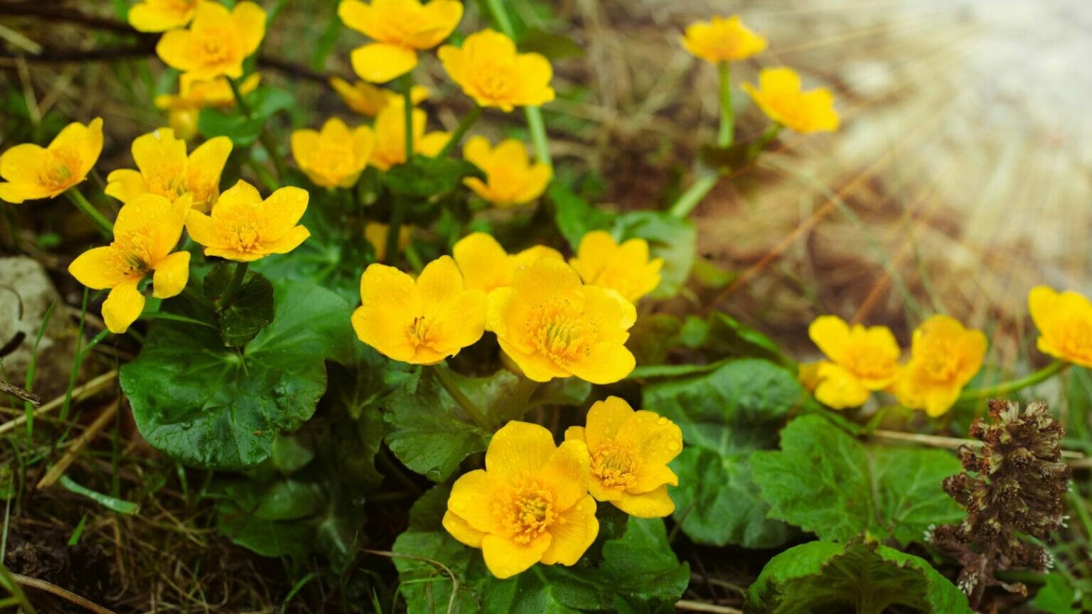 18 Beautiful Native Flowers That Deserve a Spot in Your Garden