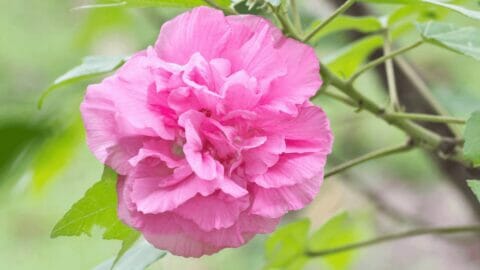 27 Rare Kinds of Hibiscus That Will Take Your Breath Away