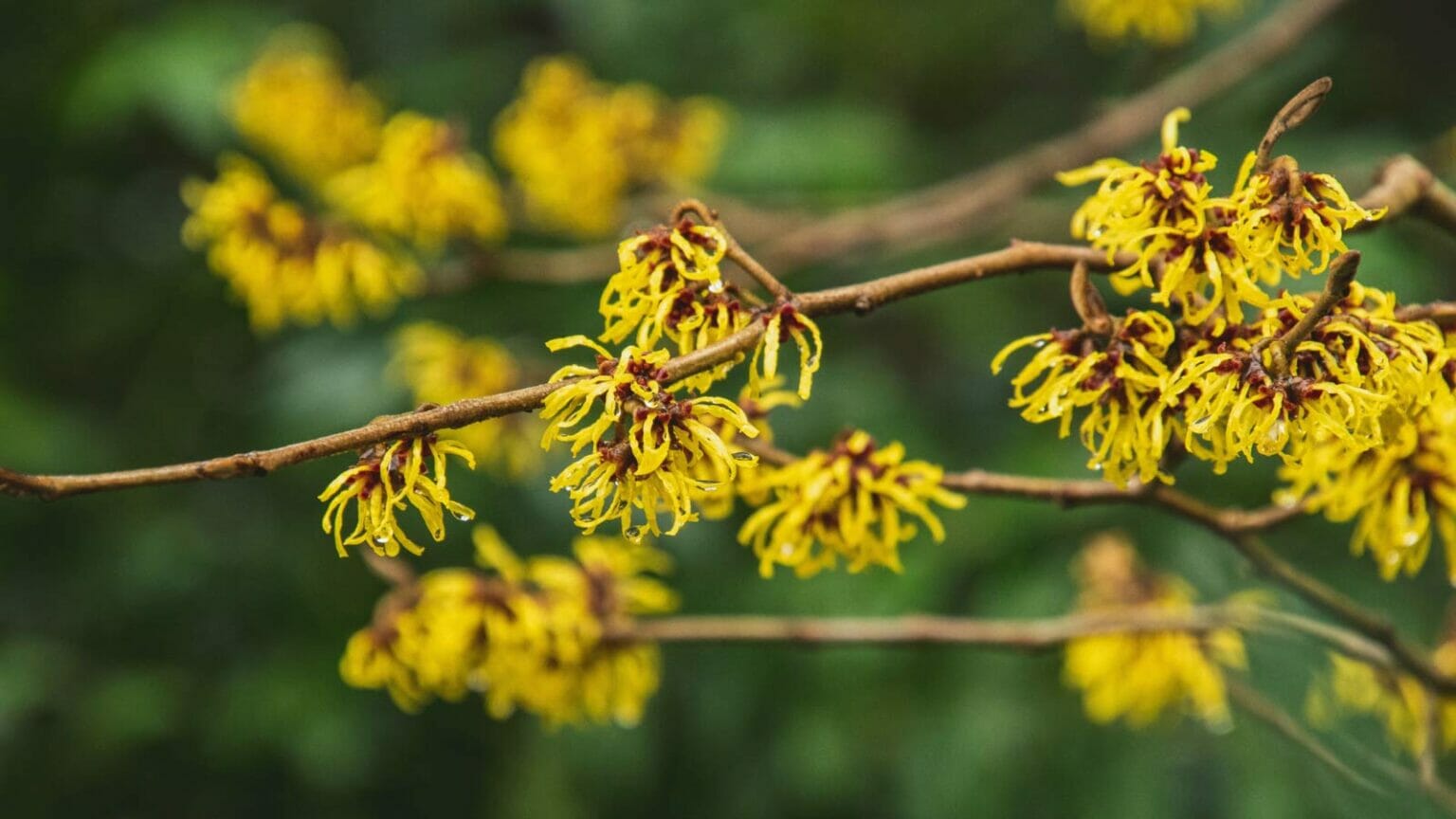 15 Cold-Resistant Winter Flowers for a Beautiful Garden Year-Round