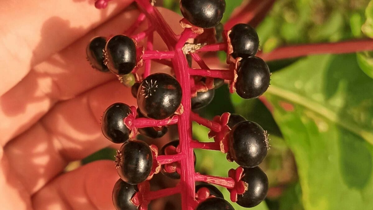 Is Pokeweed Poisonous to Touch ~ Symptoms & How to Stay Safe