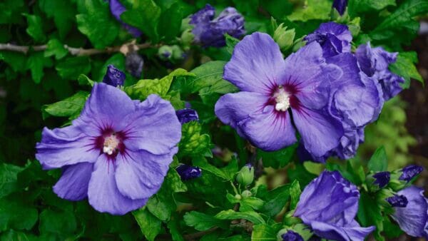 27 Rare Kinds of Hibiscus That Will Take Your Breath Away