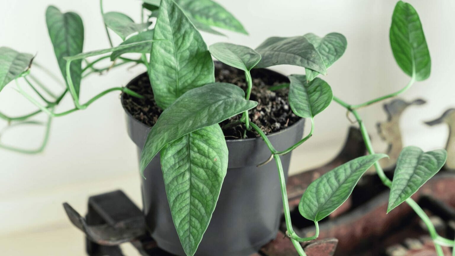 Scindapsus vs. Pothos: Plant Lovers, Choose Your Champion!