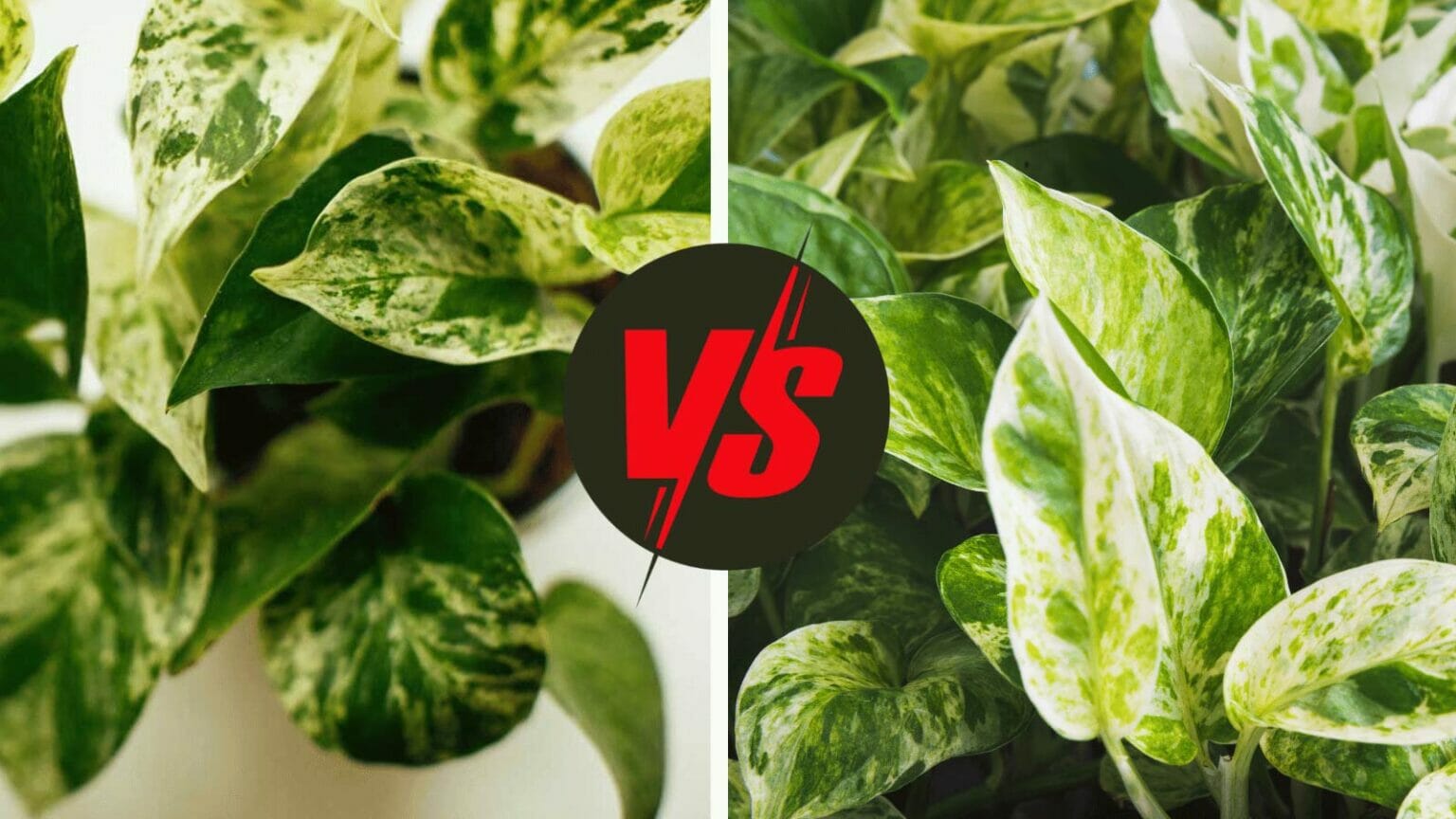 Jessenia Pothos vs Marble Queen Pothos: Varieties Compared